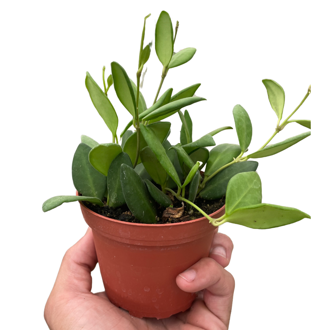 Hoya Chouke – Goldleaf Plant Boutique